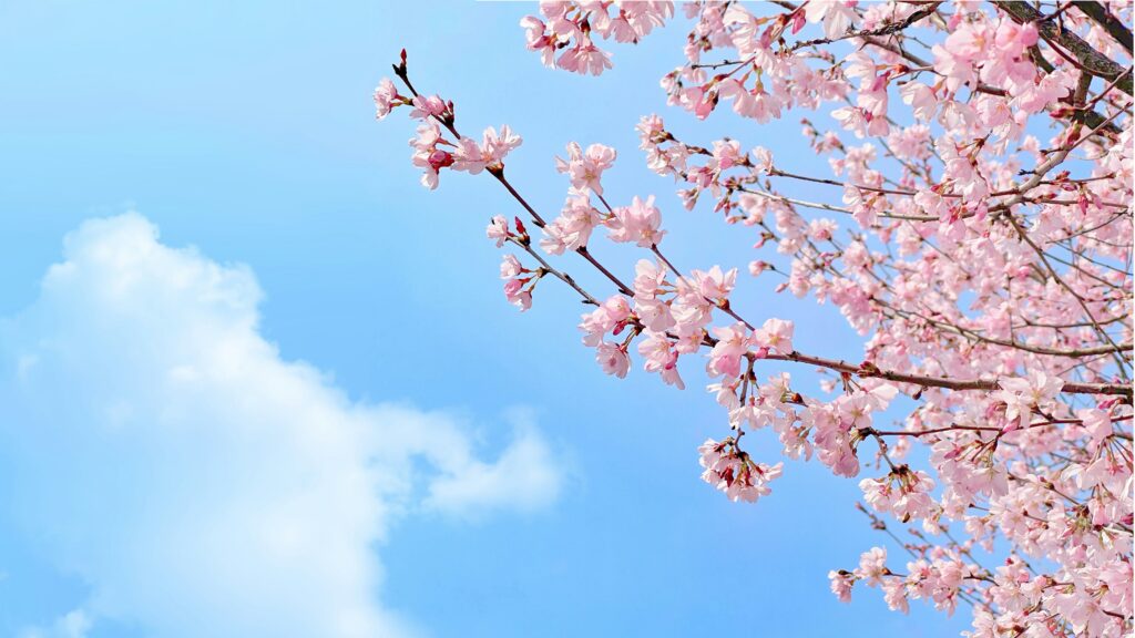 Sakura Viewing in Japan is Now Cheaper with Weakening JPY - VT Markets